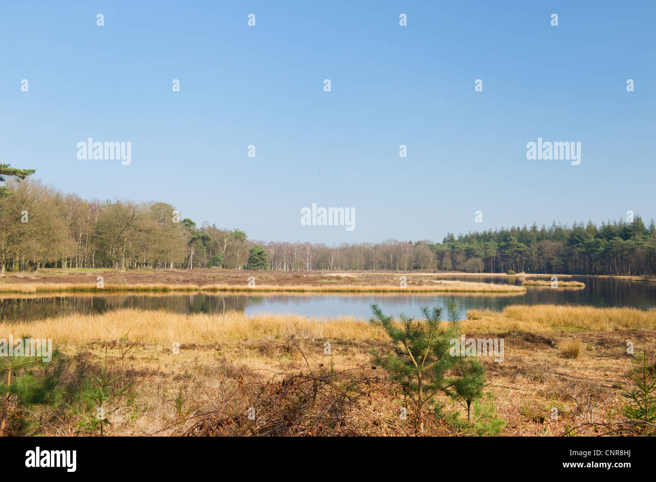 Landscape with nature fen in Dutch forest Stock Photo - Alamy