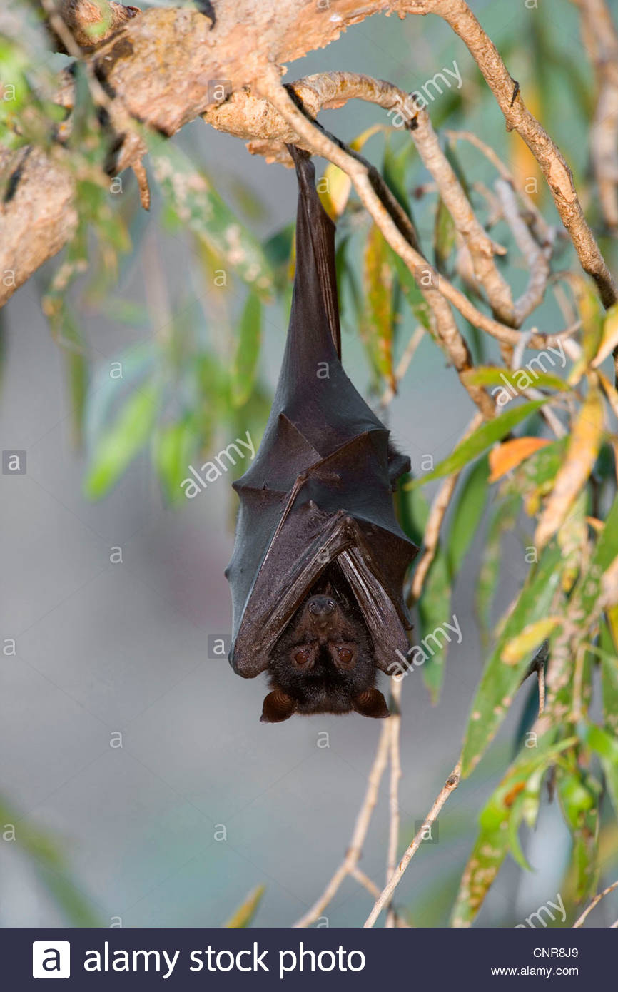 Flying Fox Australia Stock Photos & Flying Fox Australia Stock Images ...
