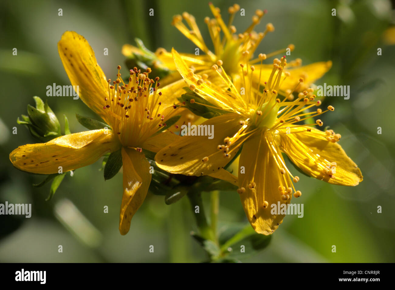 common St John's-wort, perforate St John's-wort, klamath weed, St. John ...