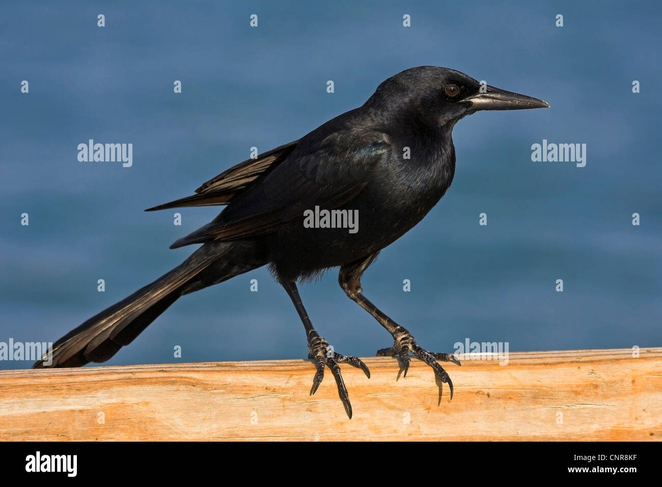 Quiscalus major hi-res stock photography and images - Alamy