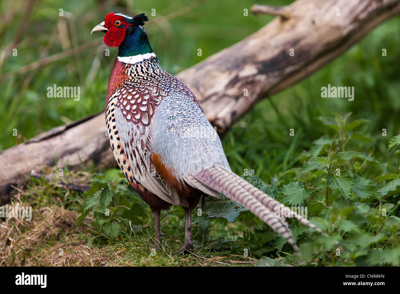 Chinese Ring-necked Male Pheasant Phasianus torquatus Stock Photo - Alamy