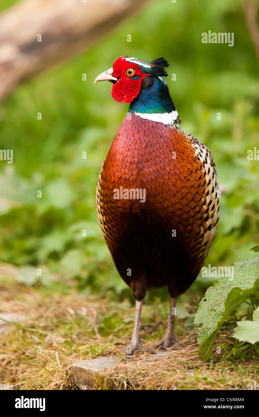 Chinese Ring-necked Male Pheasant Phasianus torquatus Stock Photo - Alamy