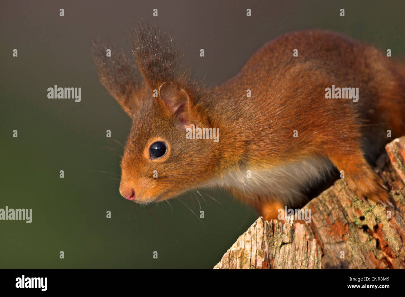 European red squirrel, Eurasian red squirrel (Sciurus vulgaris ...