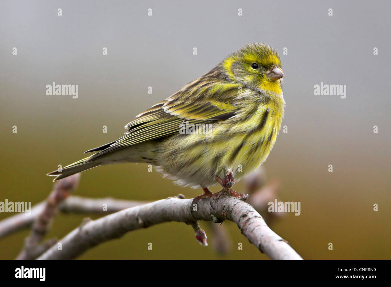 European serin (Serinus serinus), sitting on a branch, Germany Stock ...