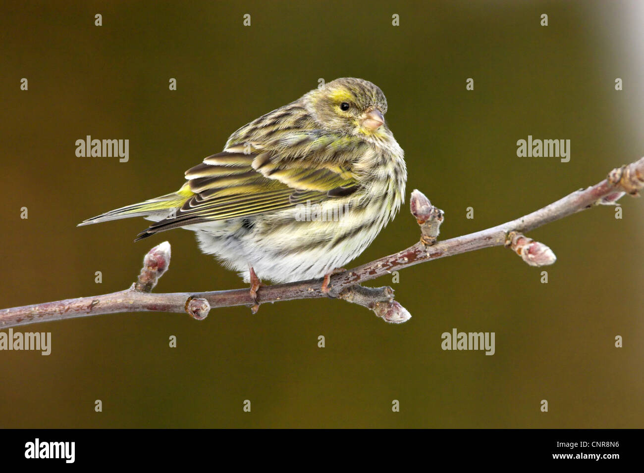 European serin (Serinus serinus), sitting on a branch, Germany Stock ...