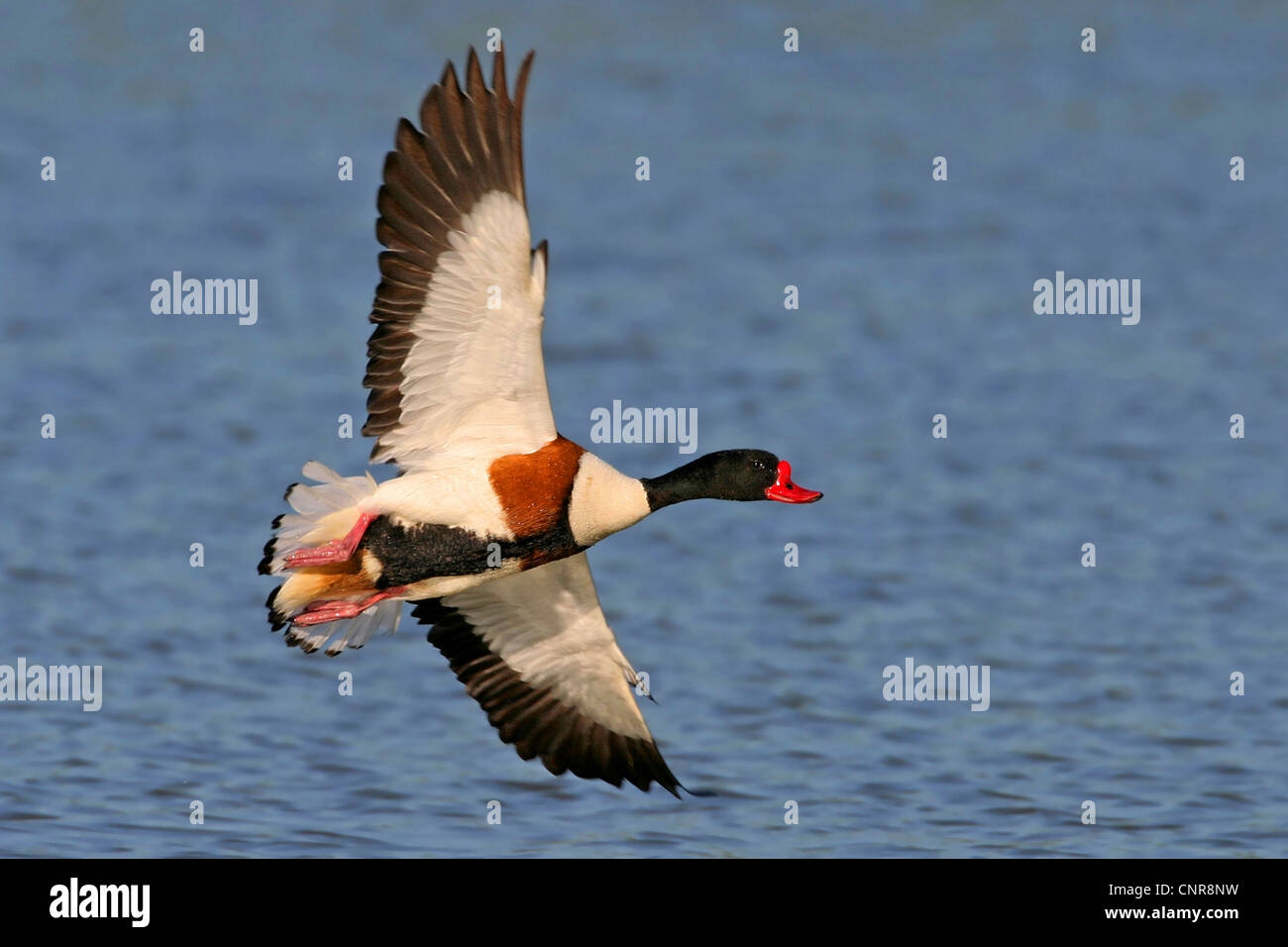 common shelduck (Tadorna tadorna), flying, Europe Stock Photo - Alamy