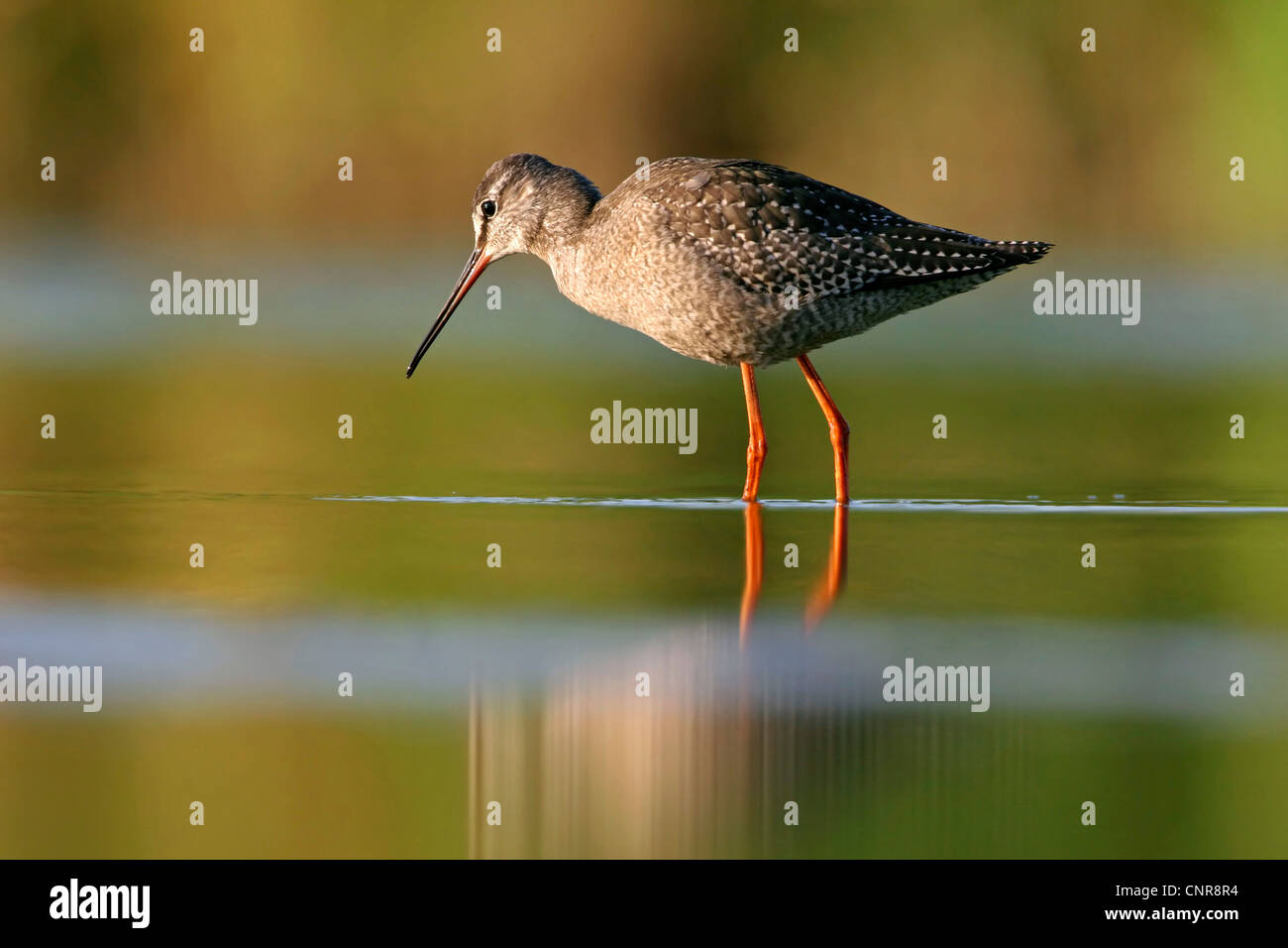 spotted redshank (Tringa erythropus), on the feed, Europe Stock Photo ...