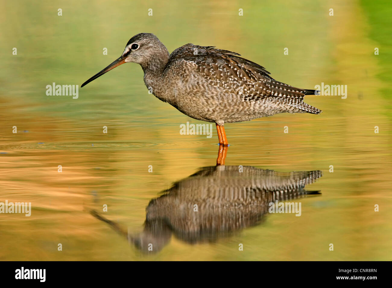 Portrait format redshank image hi-res stock photography and images - Alamy