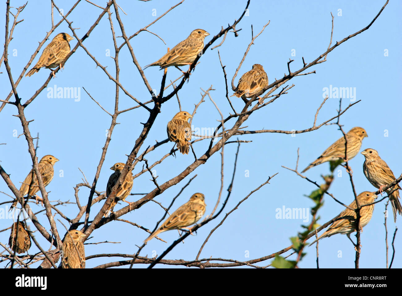 corn bunting (Emberiza calandra, Miliaria calandra), flock on bush ...