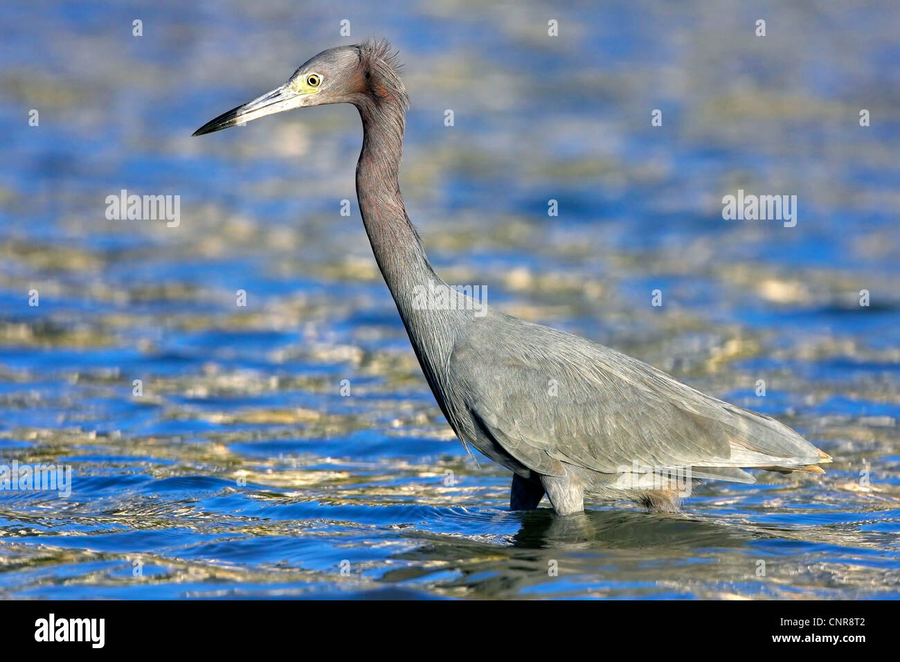 little blue heron (Egretta caerulea), on the feed in a lake, USA ...