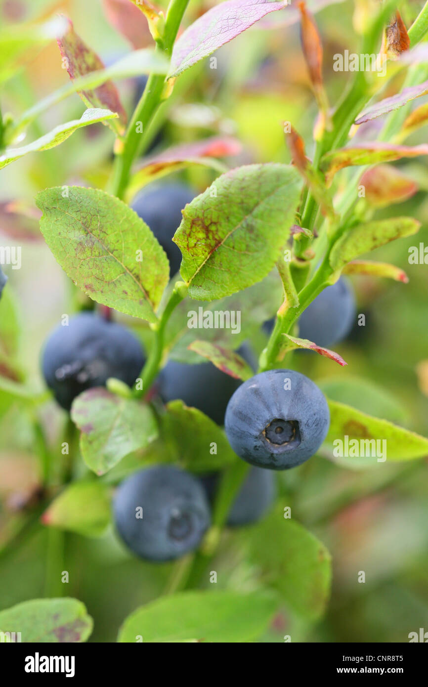 Dwarf bilberry blueberry huckleberry low hi-res stock photography and ...