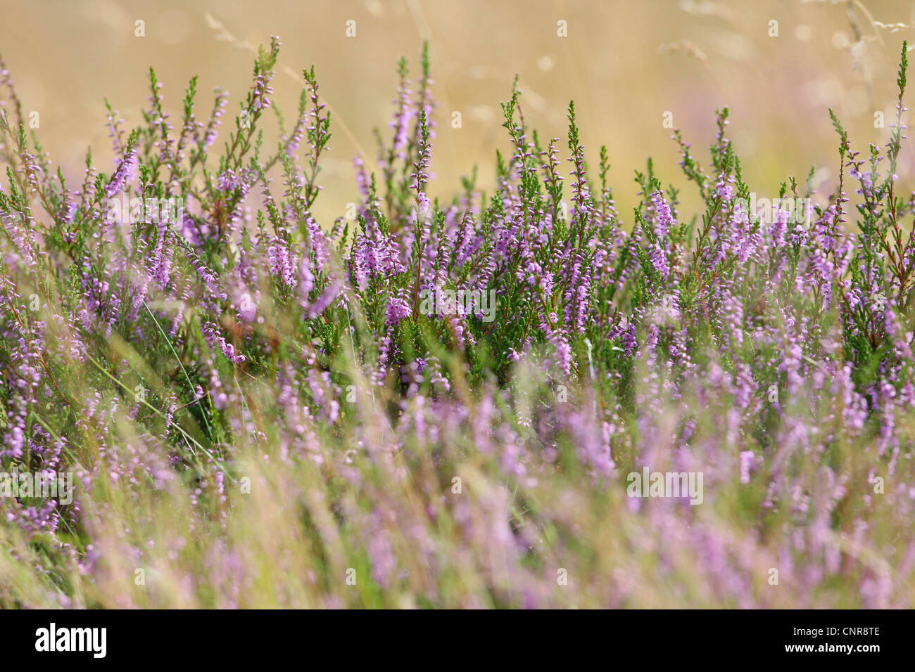 heather, ling (Calluna vulgaris), Germany, North Rhine-Westphalia Stock ...