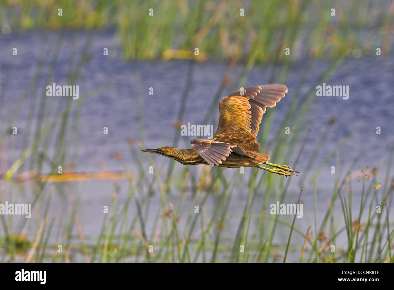 Bittern flying hi-res stock photography and images - Alamy
