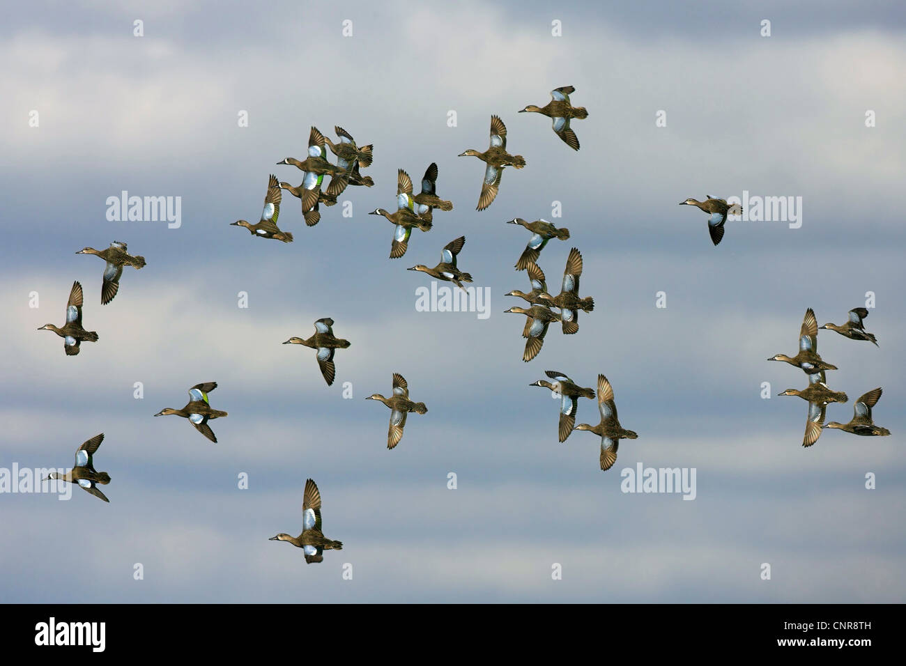 blue-winged teal (Anas discors), flying flock, USA, Florida, Everglades ...