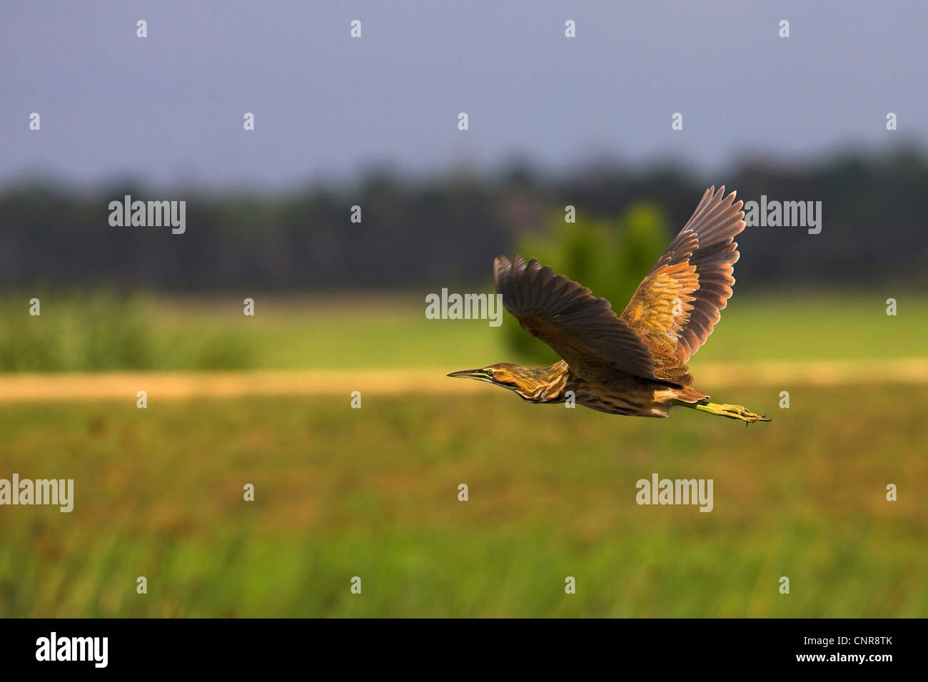 American bittern (Botaurus lentiginosus), flying, USA, Florida ...