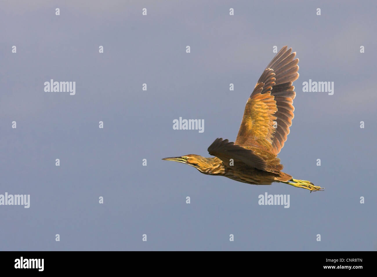 American bittern (Botaurus lentiginosus), flying, USA, Florida ...