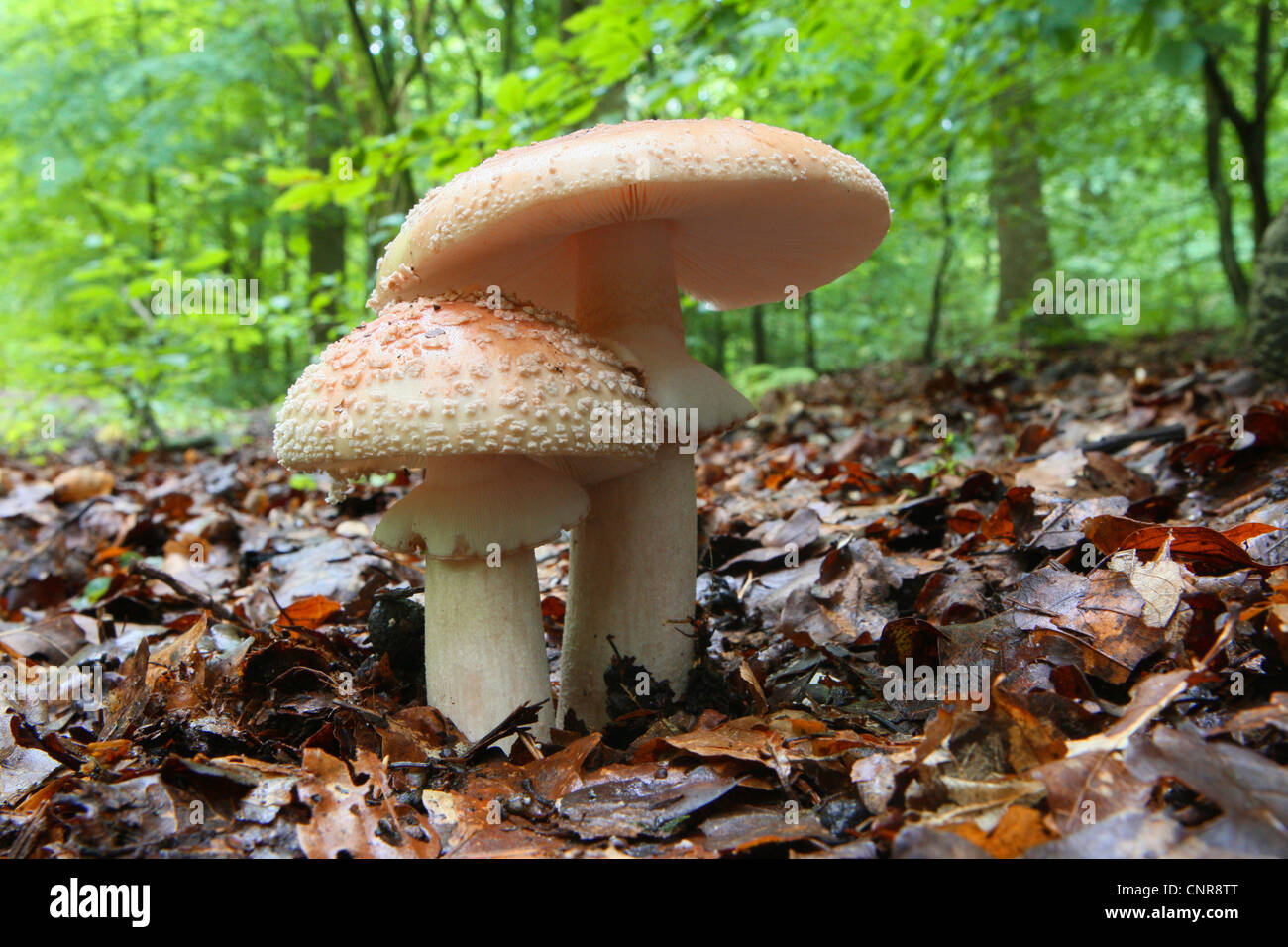 stinking dapperling (Lepiota cristata), fruiting bodies, Germany, North ...