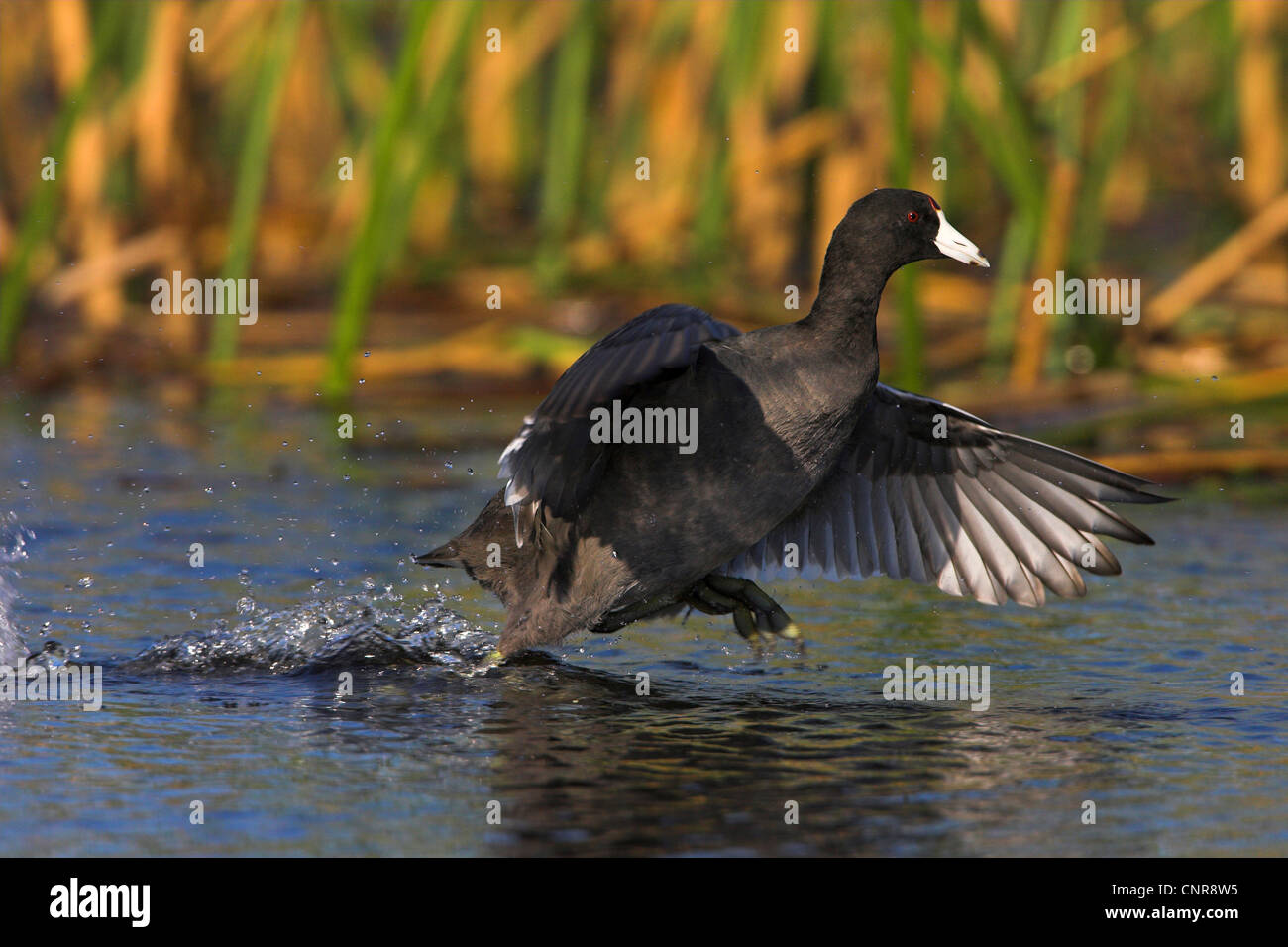 American coot (Fulica americana), flying up, USA, Florida Stock Photo ...