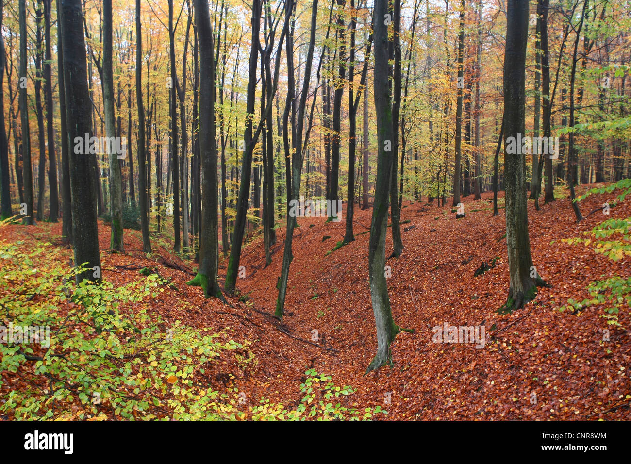 common beech (Fagus sylvatica), beech forest after rainfall, Germany ...