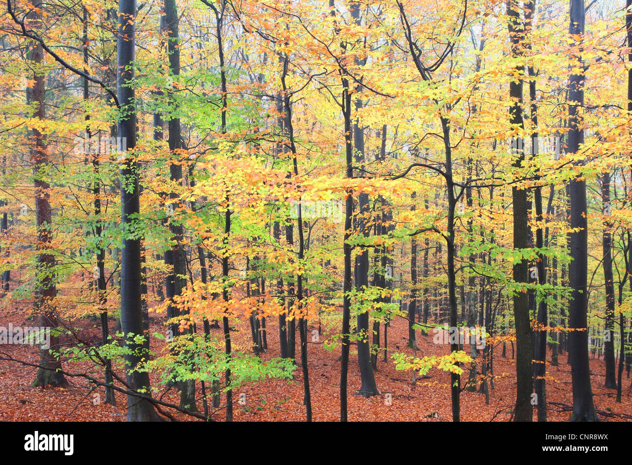 common beech (Fagus sylvatica), young beech forest in autumn, Germany ...