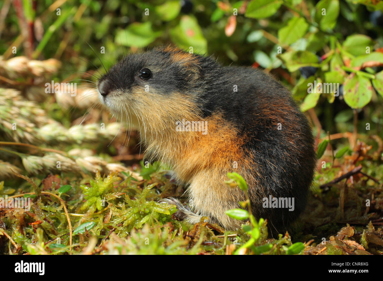 Norway lemming (Lemmus lemmus), upright, snuffing Stock Photo - Alamy