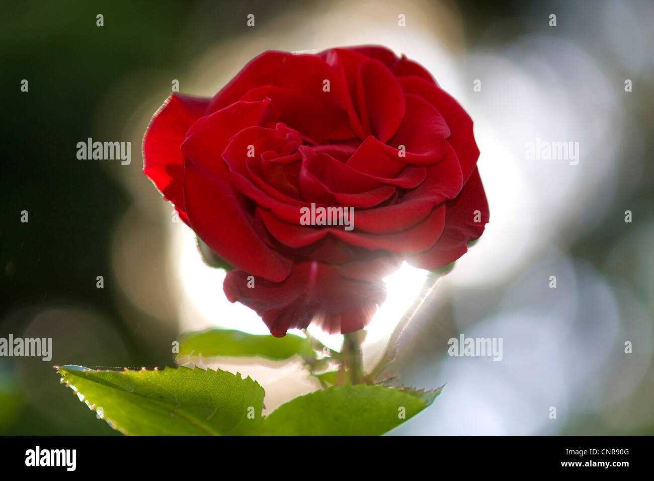 Rose rosa spec hi-res stock photography and images - Alamy