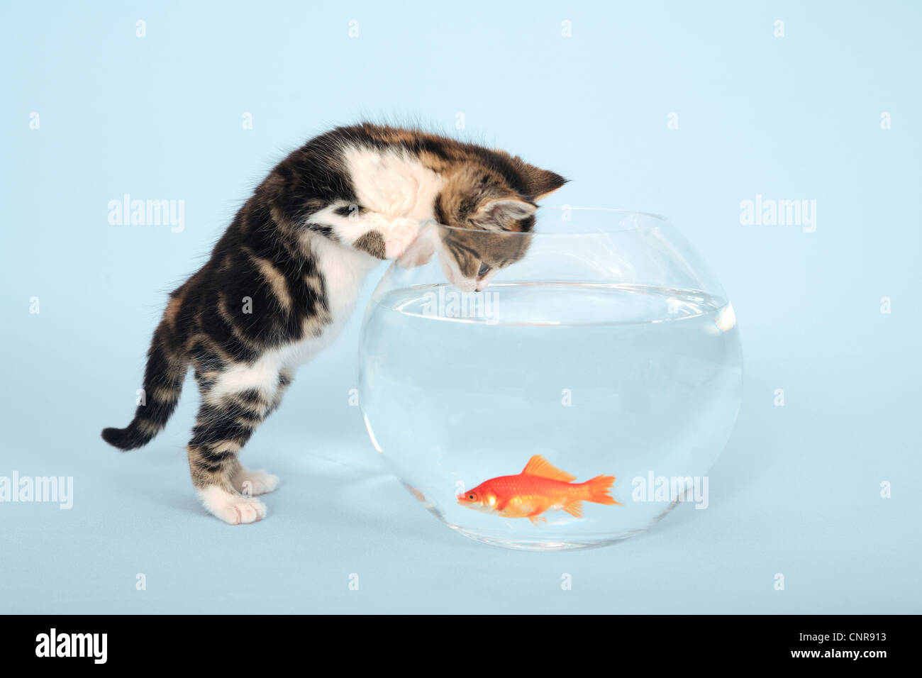 Cat watching goldfish hi-res stock photography and images - Alamy