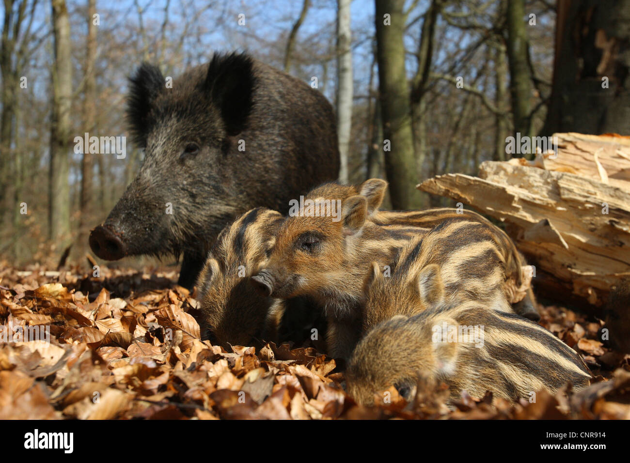 wild boar, pig, wild boar (Sus scrofa), female with shotes on the feed ...