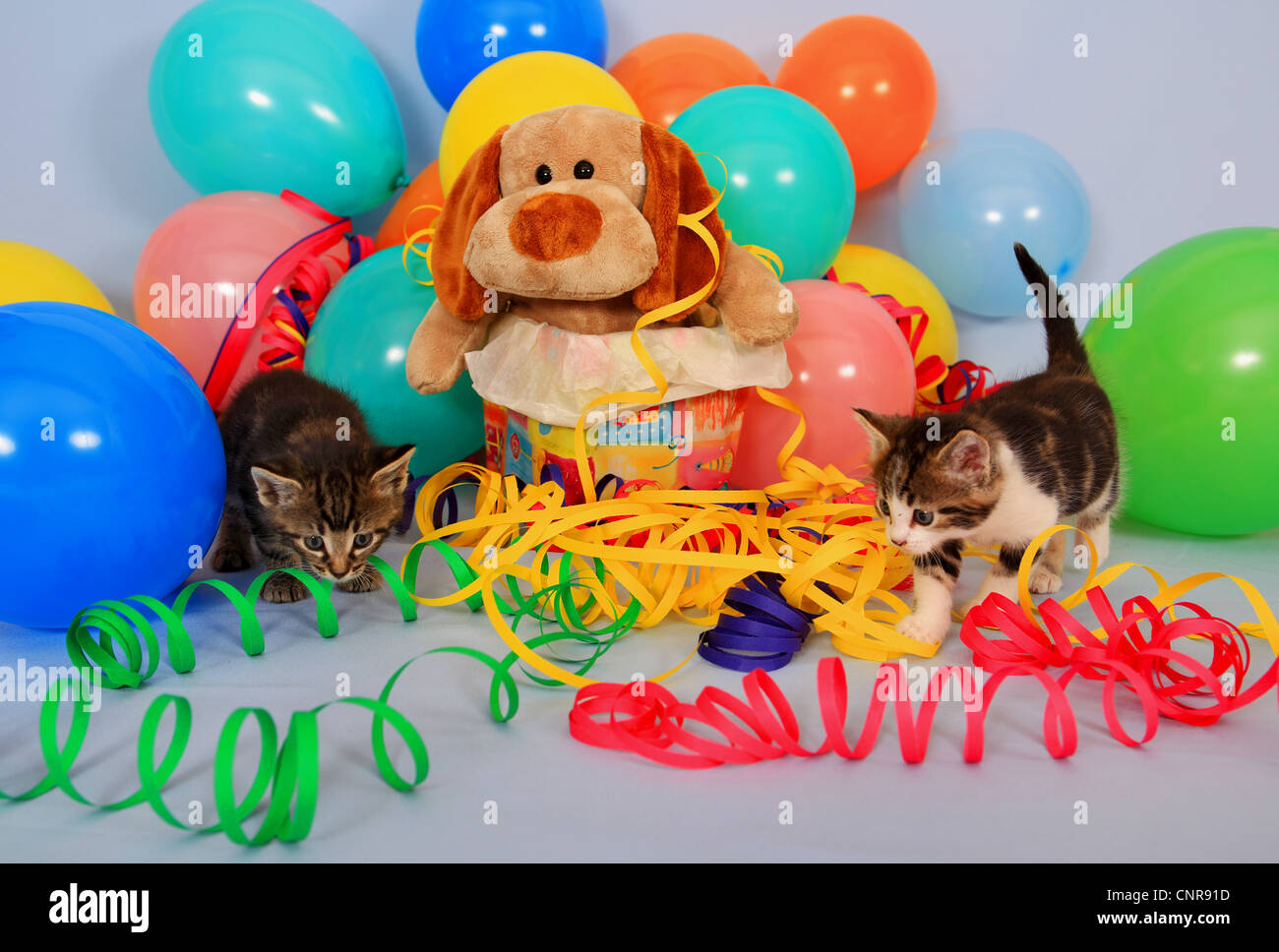Cat celebrating birthday hi-res stock photography and images - Alamy