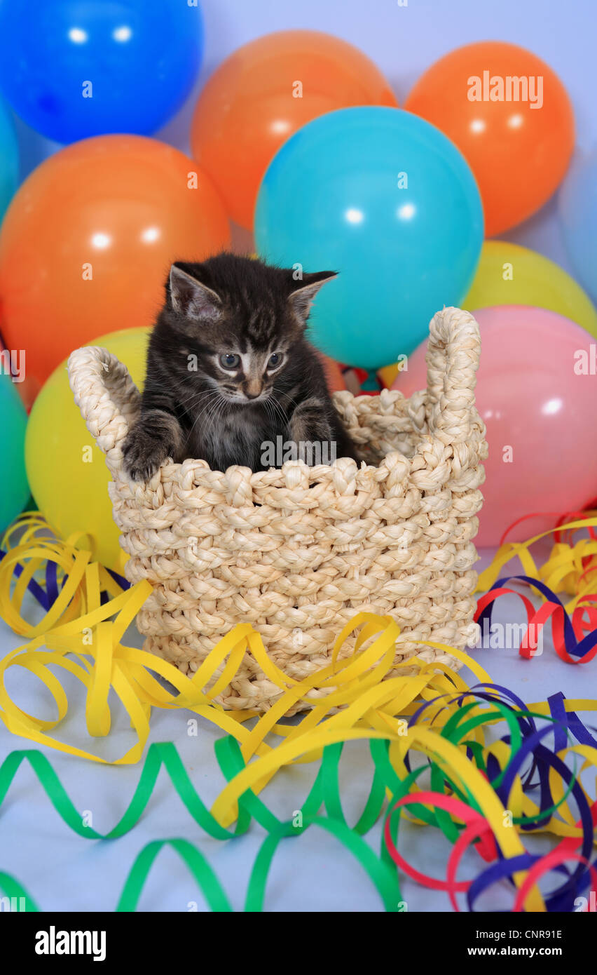 Cat celebrating birthday hi-res stock photography and images - Alamy
