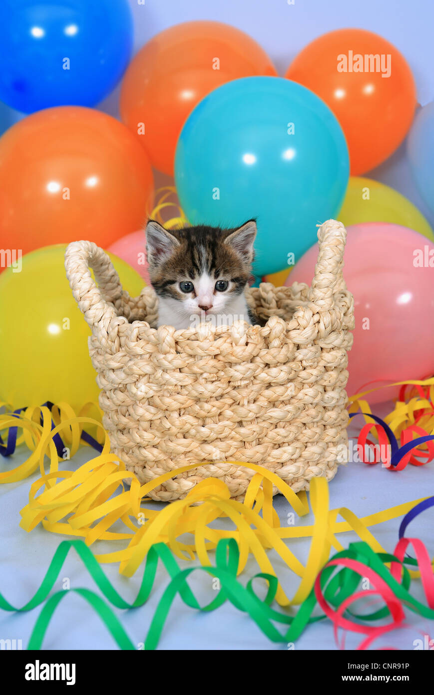 Cat celebrating birthday hi-res stock photography and images - Alamy