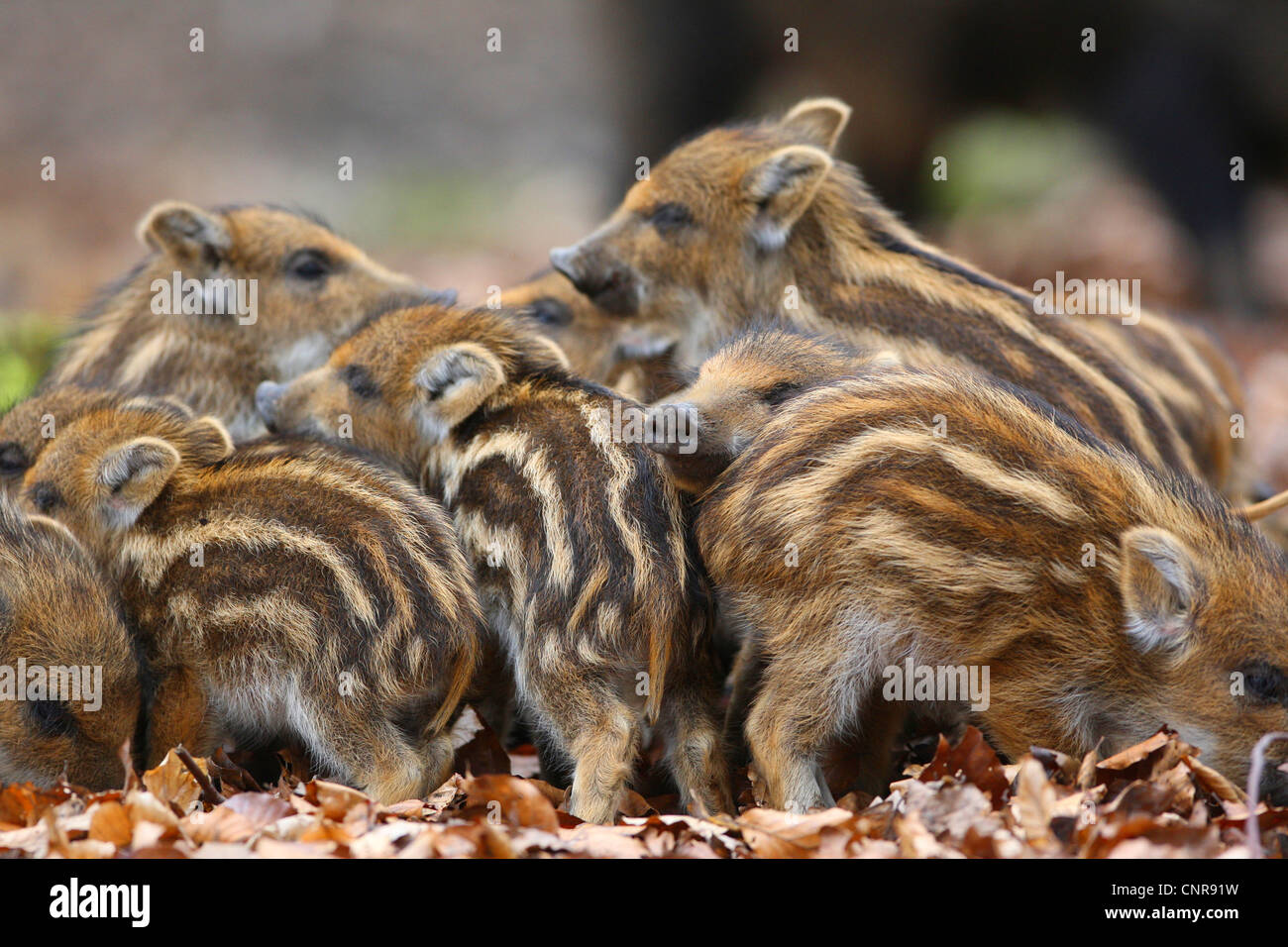 Pig Rear High Resolution Stock Photography and Images - Alamy