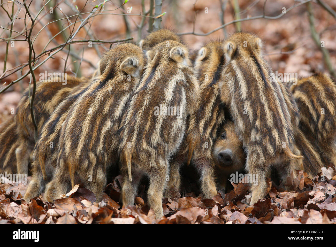 Pig Backside Stock Photos & Pig Backside Stock Images - Alamy