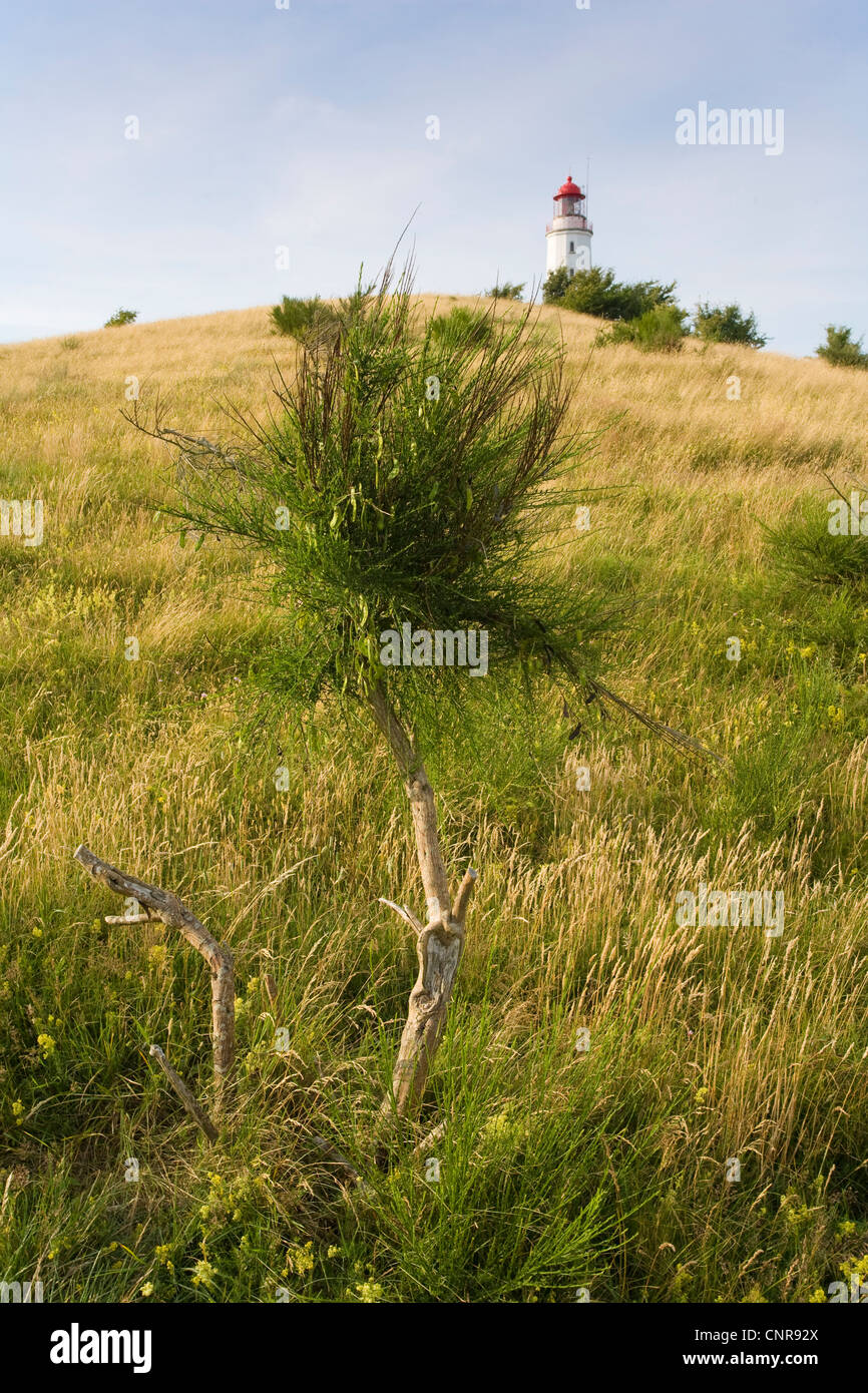 dyer's greenweed, Dyer's greenweed (Genista tinctoria), greenweed with ...