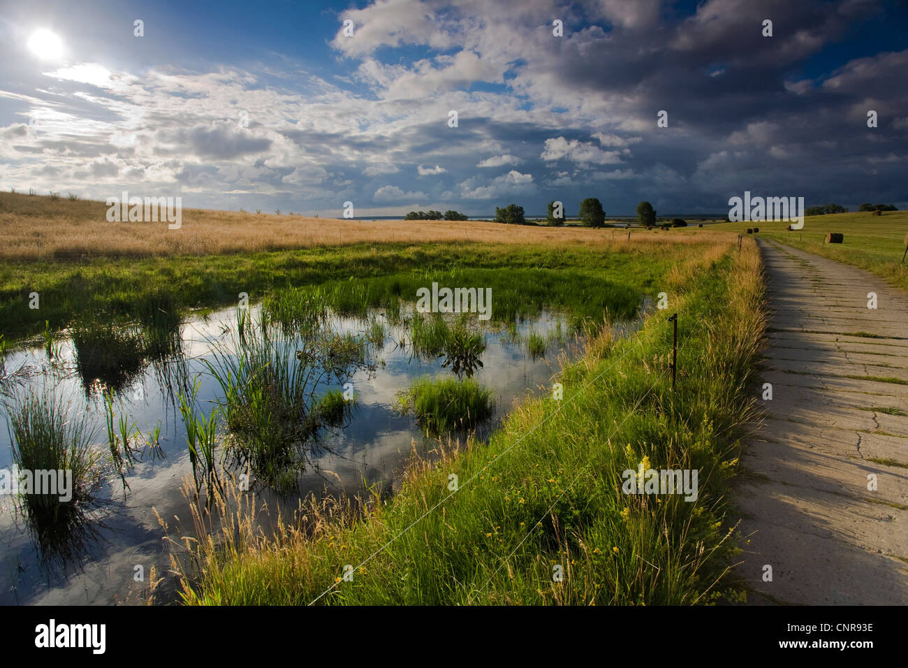 small pool on marsh meadow with field path, Germany, Mecklenburg ...
