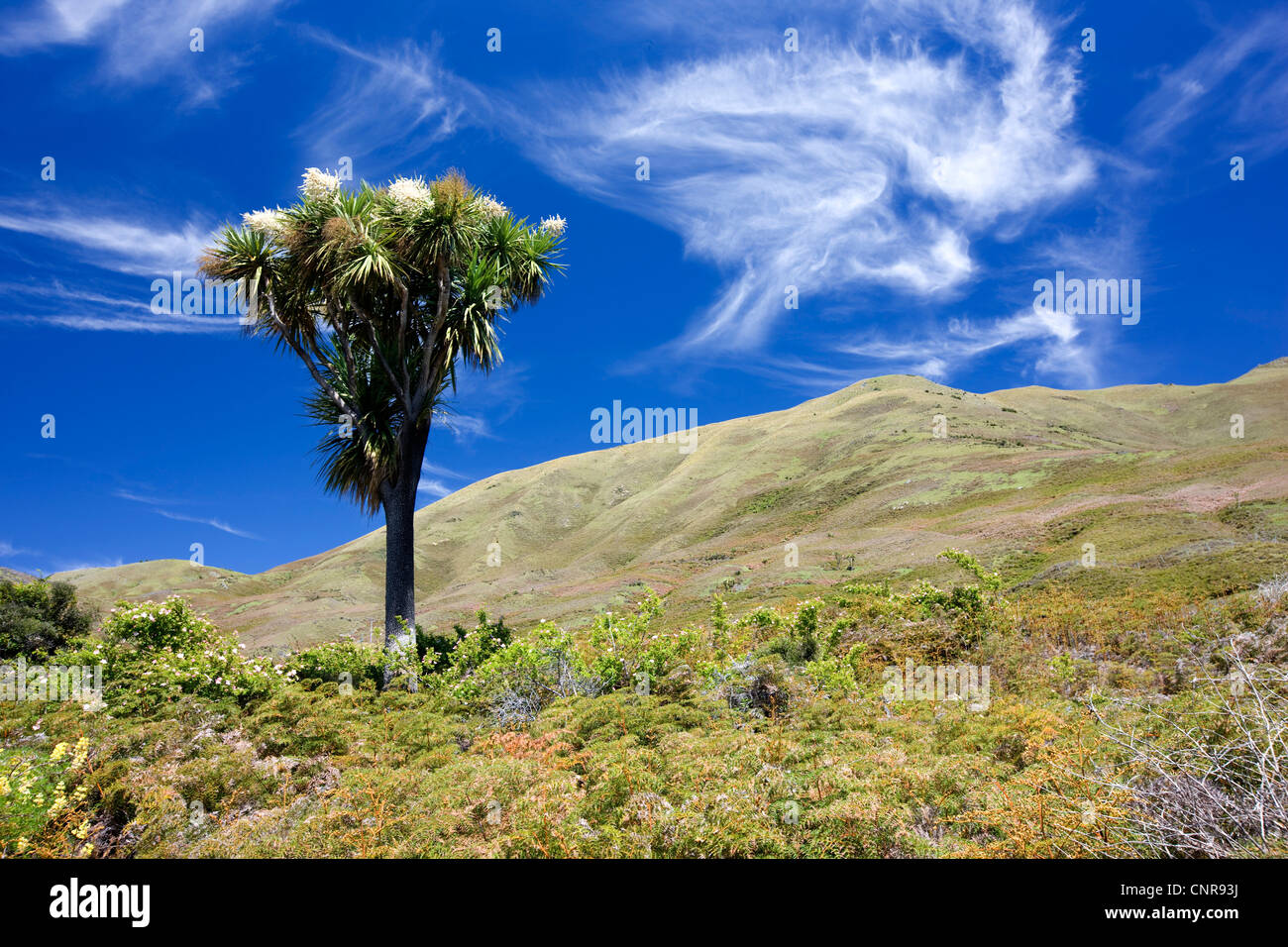 Tree growing on dry hillside Stock Photo - Alamy