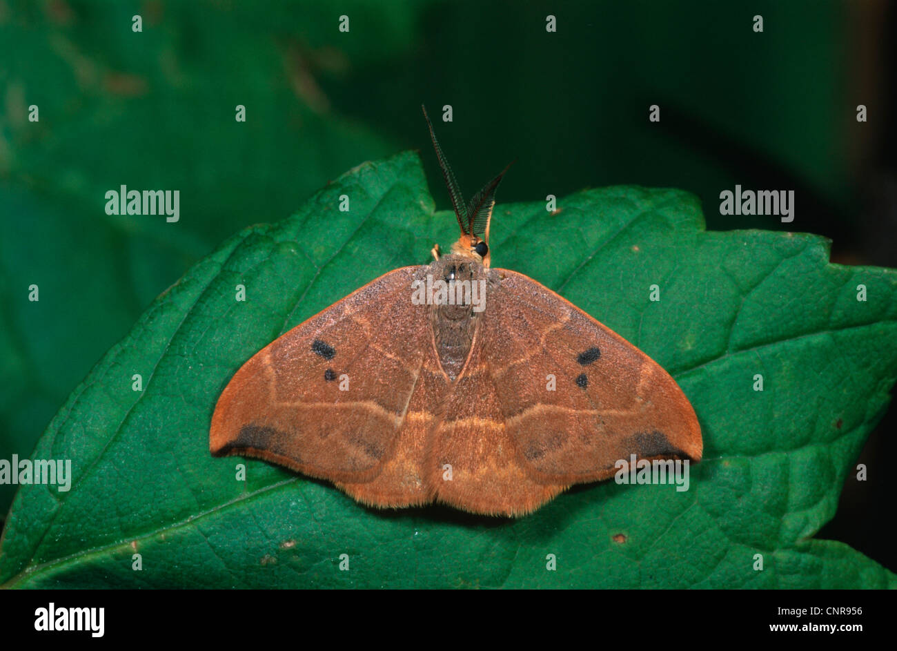 Drepana hi-res stock photography and images - Alamy