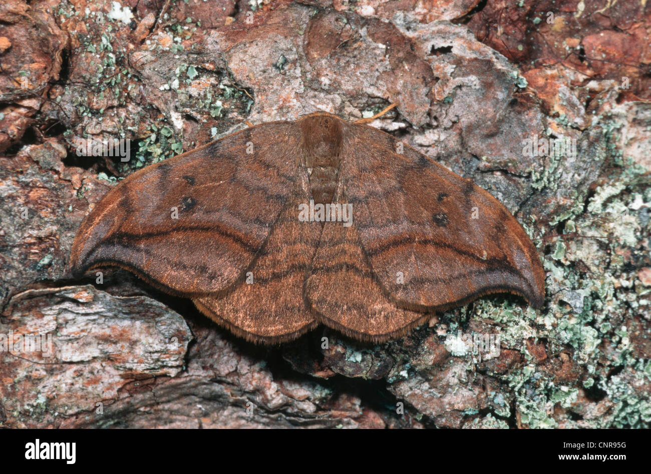 pebble hook-tip (Drepana curvatula), sitting at a tree trunk, Germany ...