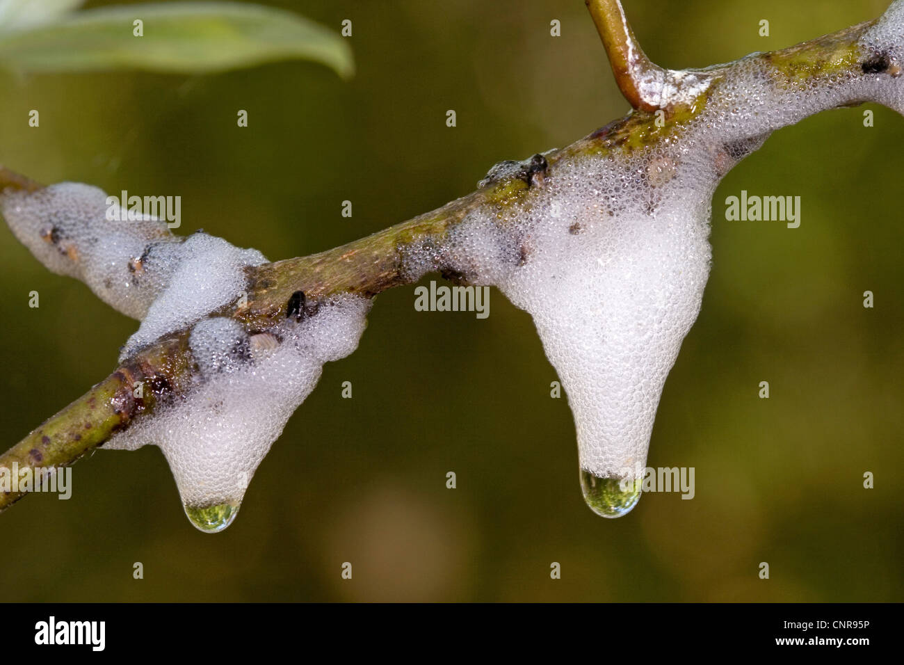 Spittlebug larva and foam hi-res stock photography and images - Alamy