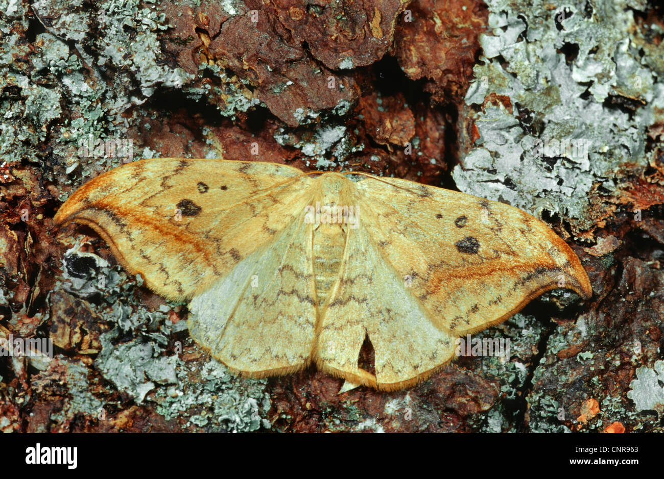 pebble hook-tip (Drepana falcataria), sitting at a tree trunk, Germany ...