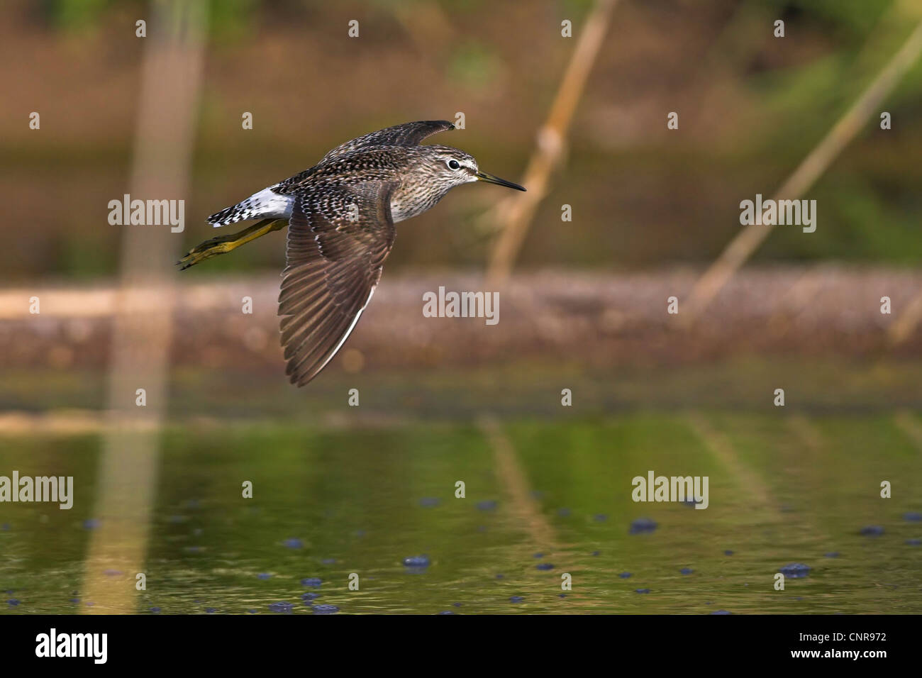 wood sandpiper (Tringa glareola), flying, Germany Stock Photo - Alamy