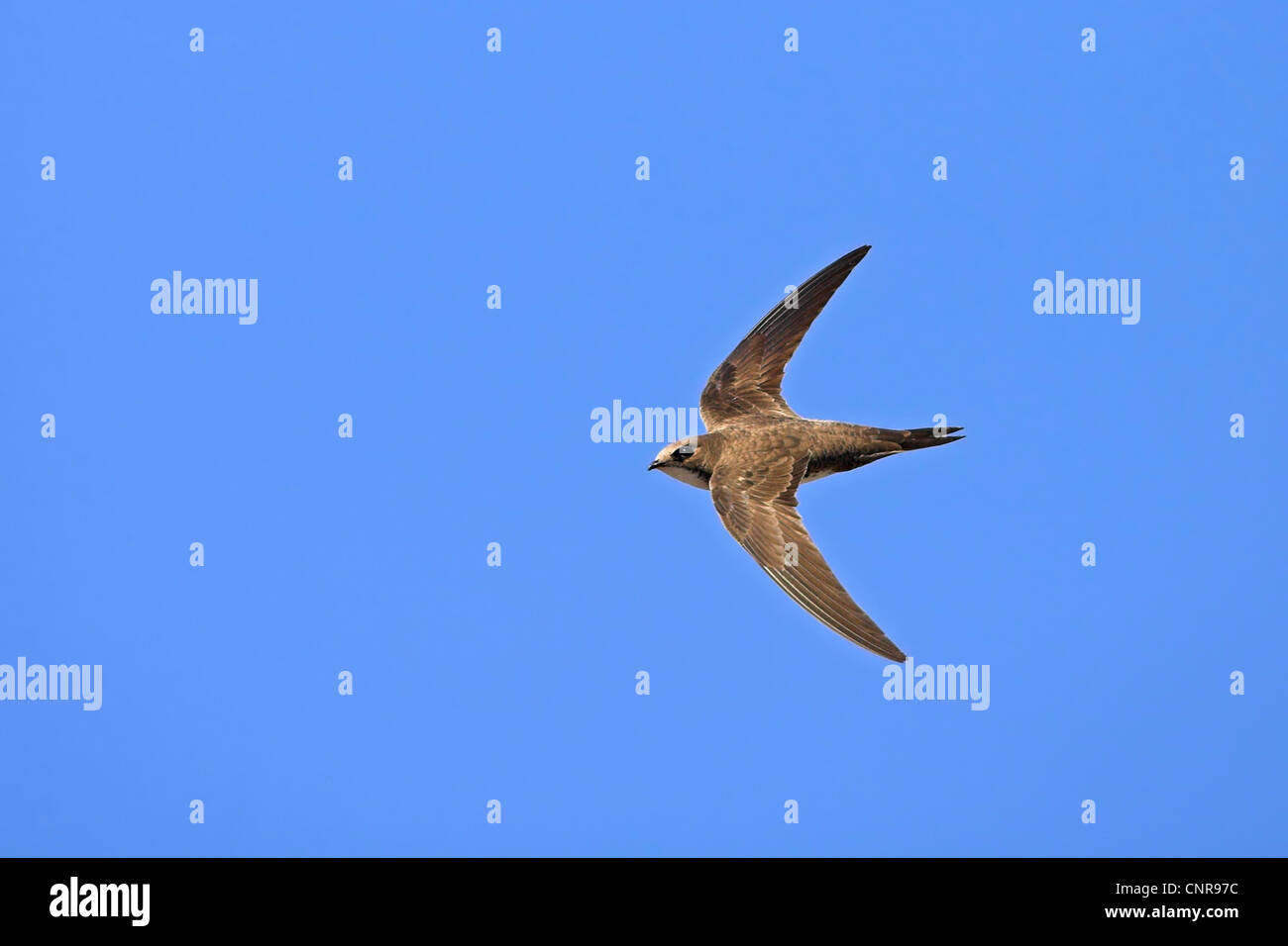 alpine swift (Apus melba, Tachymarptis melba), flying, Austria Stock ...