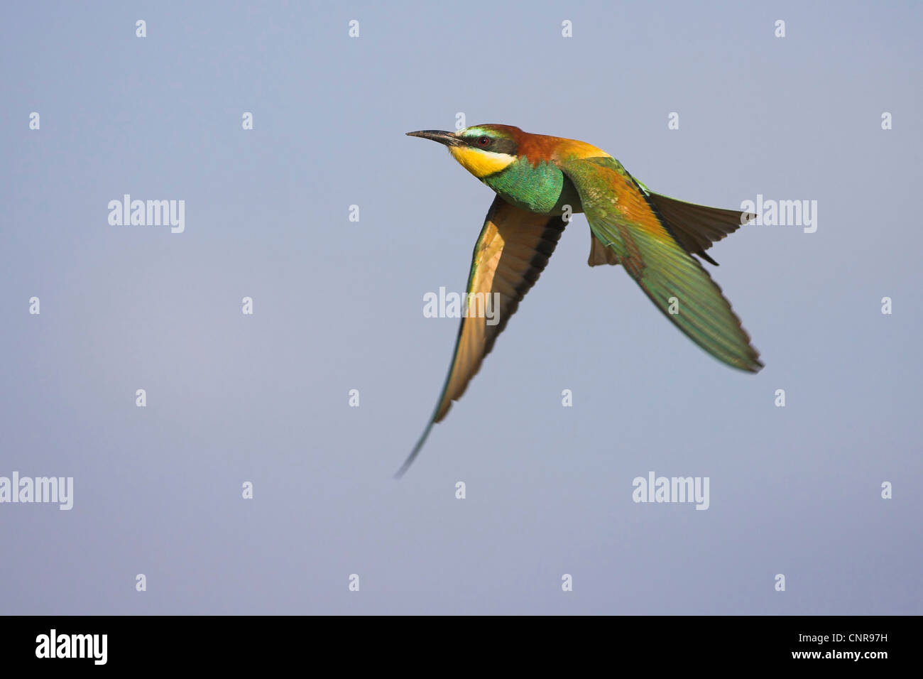 Flying merops hi-res stock photography and images - Alamy