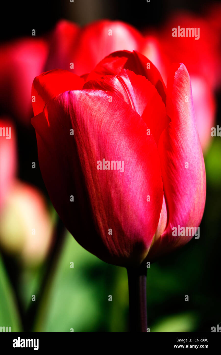 Single red tulip against floral background Stock Photo - Alamy