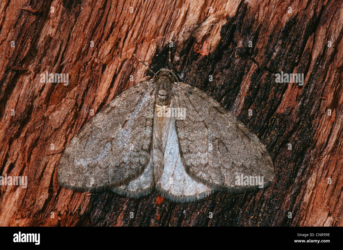 November Moth, Geometer Moth (Epirrita dilutata), sitting at a tree ...
