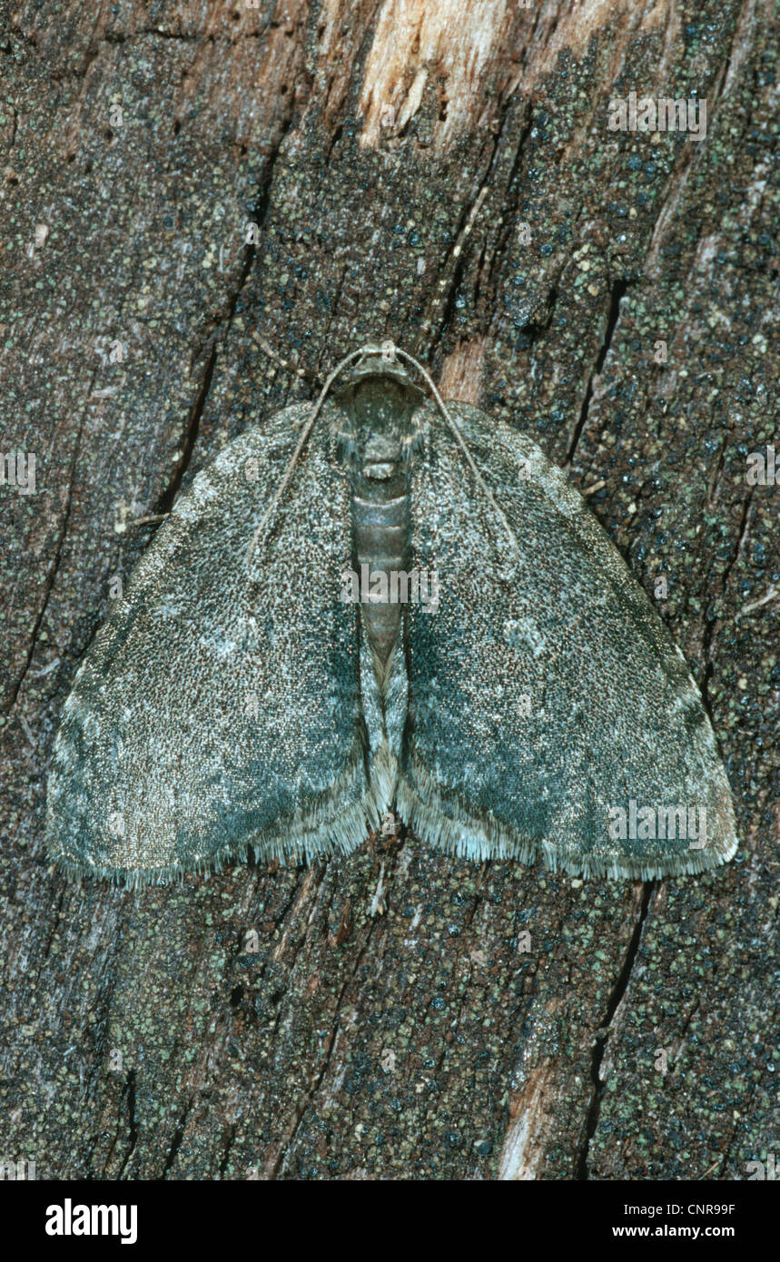 November Moth, Geometer Moth (Epirrita dilutata), sitting at a tree ...