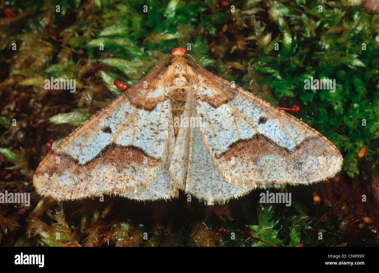 Mottled umber (Erannis defoliaria), top view, wings outstretched ...
