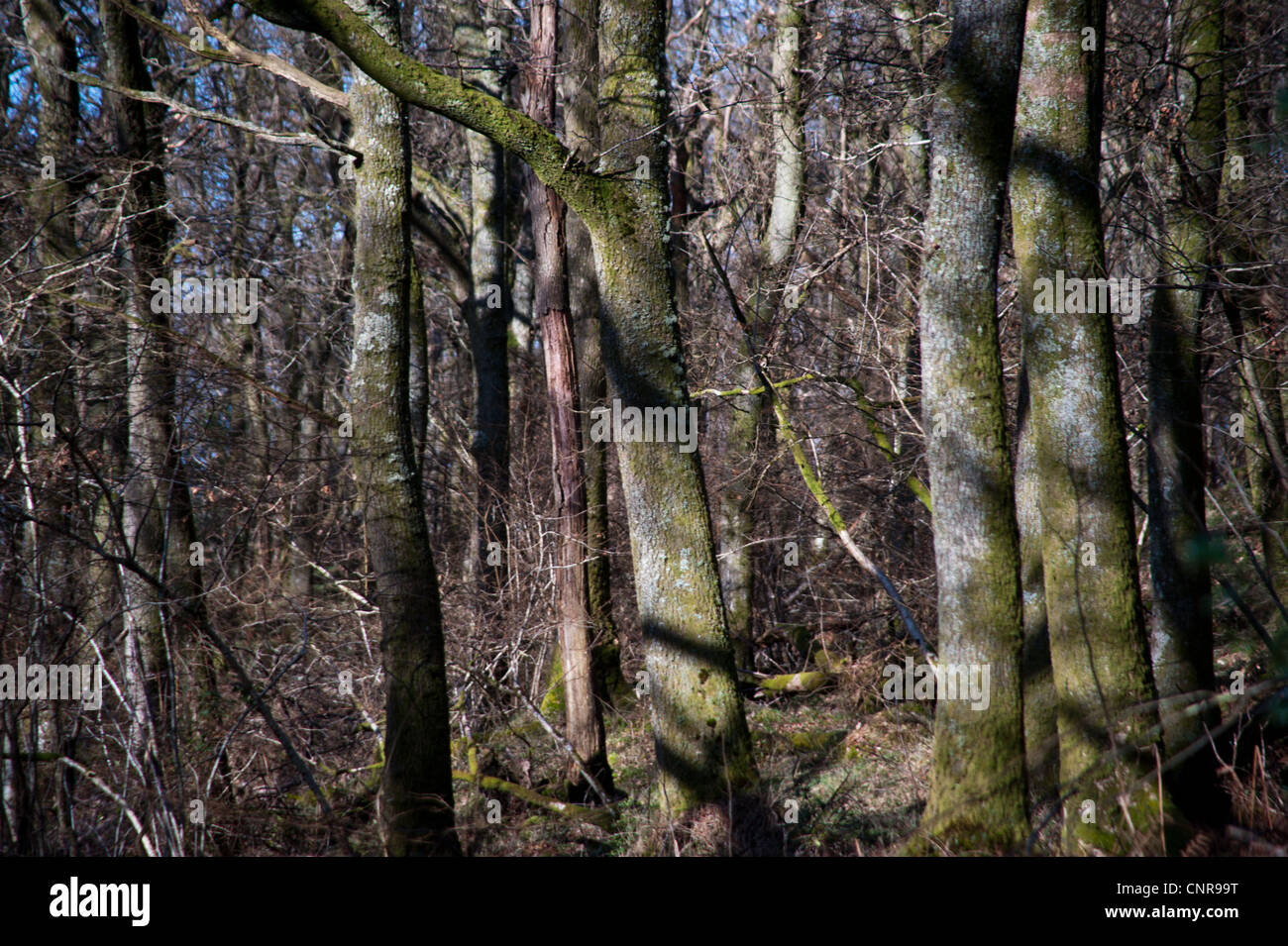 Trees along the West Highland Way footpath along Loch Lomond in ...