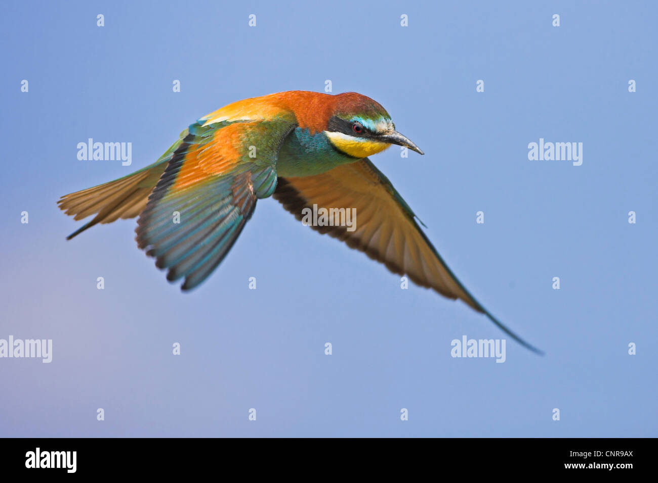 Merops species hi-res stock photography and images - Alamy