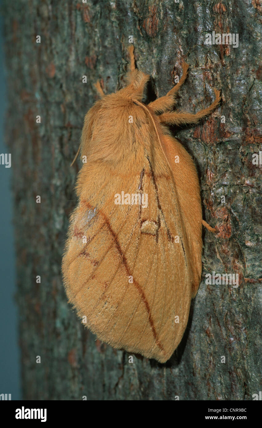 The Drinker (Philudoria potatoria, Euthrix potatoria), sitting at a ...
